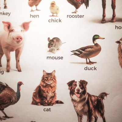 Montessori Farm Animals, Poster Real Learning Educational Material for ...