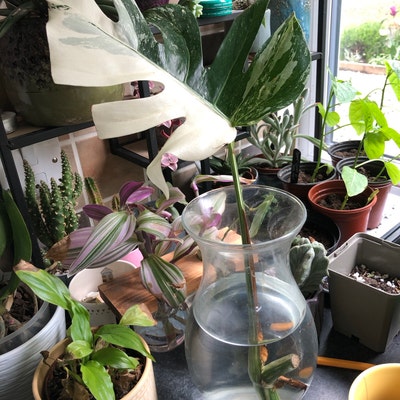 85 100cm Monstera Deliciosa Taurii XL Swiss Cheese Plant 27cm Pot House ...