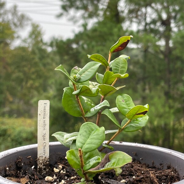 Pitangatuba Star Cherry, Eugenia Selloi, Rooted Plant Shipped in 3" Pot ...