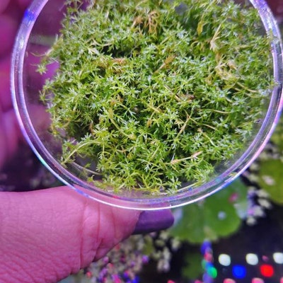 Java Fern Black Forest Hardy Leaf Pot Freshwater Live Aquarium - Etsy