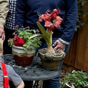 Natural Yarrow Spray X 5 32 Spray Wreath Embellishment - Etsy