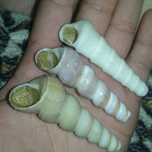 The Purple Nurple by Shellpipe free Pipes With Every Order Shell Pipe ...