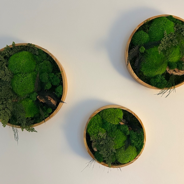 Moss Picture Ball Moss Solid Wood Frame Oiled Oak Moss Landscape - Etsy