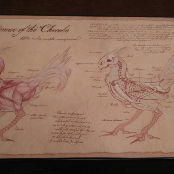 Chocobo Anatomy Art Print: Final Fantasy Geeky Home Decor Print - Etsy
