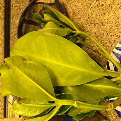 Double Rose Pikake hawaiian Pronunciation of peacock a Sweet-smelling ...