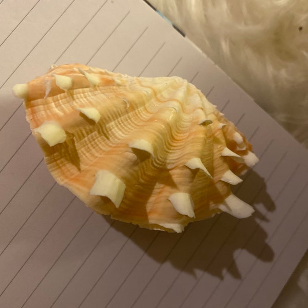 Tridacna Clam Shell Small Fancy Unique Sea Shell Decorative Display ...