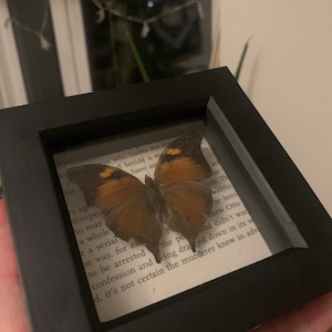 The Prola Beauty Red Flasher Butterfly panacea Prola - Etsy