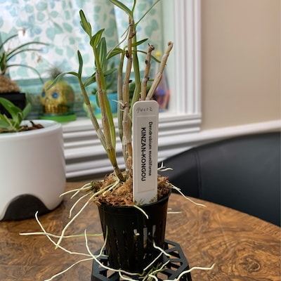 Neofinetia Falcata Benibotan 紅牡丹/orchid/vanda/variegated - Etsy