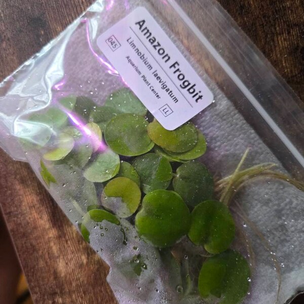 Amazon Frogbit, Limnobium Laevigatum, Live Aquarium/aquatic/floating ...