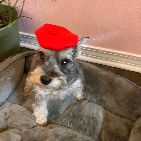 Mini Beret Hat for Dogs (26+ Colors) - Etsy