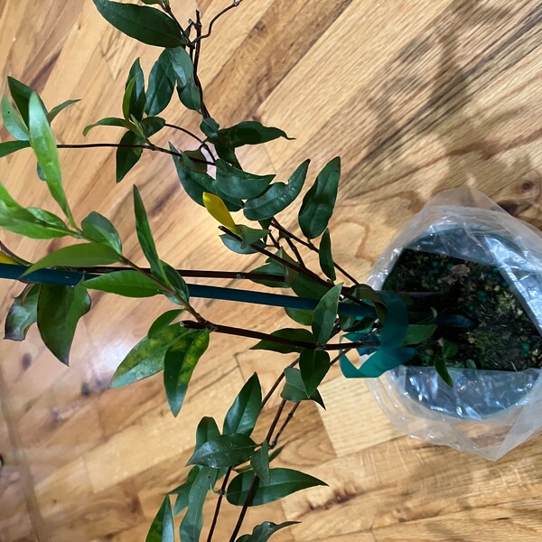 CAROLINA JASMINE Fragrant Swamp Jessamine Yellow Spring Flowering Vine ...