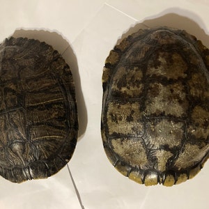 Baby Map Turtle Shells 2 3.5 Inch Sizes Available TU9 - Etsy