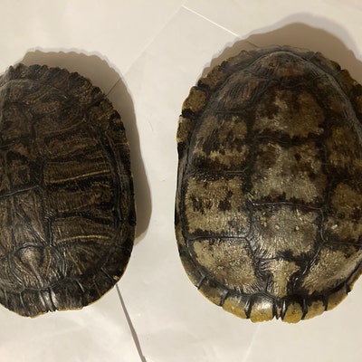 Small Natural Red Eared Slider Turtle Shells 4 5 1/2 Inch CHOOSE Your ...