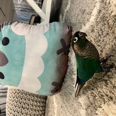 Birb Seat Pillow Case stuffing is Not Included, You Need to Get Filling ...