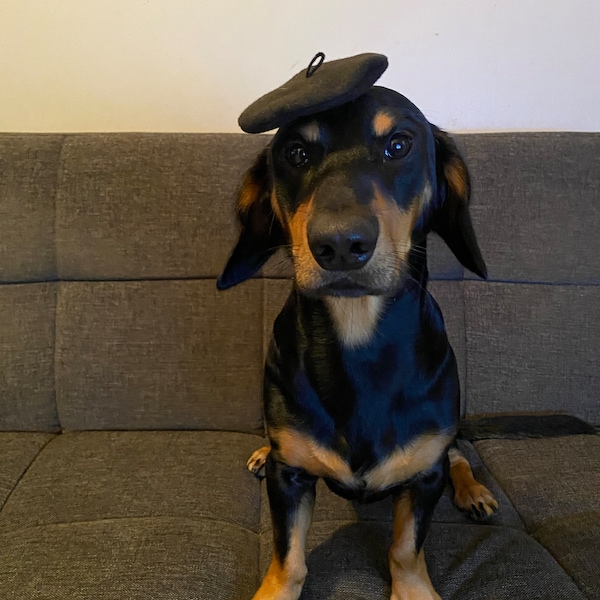 Mini Beret Hat for Dogs (26+ Colors) - Etsy