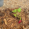 Supernova Tomato Seedling - Grape Tomato Plant - Pre-order Spring 2025 ...