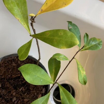 Ugni Molinae Chilean Guava Strawberry Myrtle 10 Seeds - Etsy