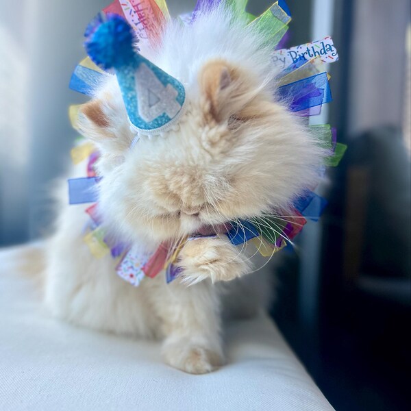 Pet Party Hat | Mini Cat Birthday Party Hat | Mini Cat Party Hat | Dog ...