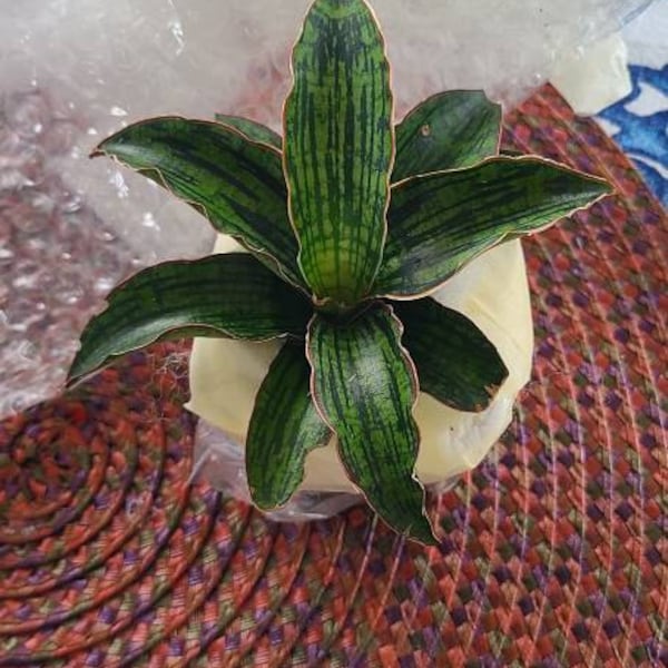 Scindapsus Lucens/anadendrum Affine/shingling Vine/pothos/philodendron ...