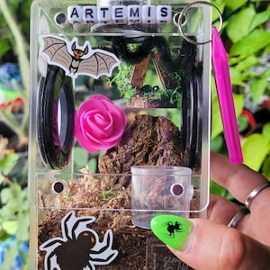 Made-to-order Wizard's Study Jumping Spider Enclosure,jumping Spider ...