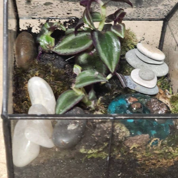 Small Terrarium Humidifier for Lichens, Moss, Plants. Mini Propagation ...