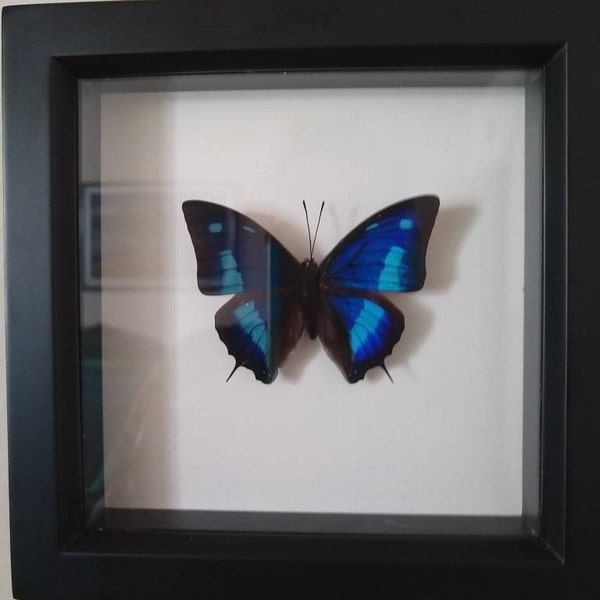 Framed Mottled leafwing Polygrapha Cyanea 6x6 Inch Shadowbox - Etsy