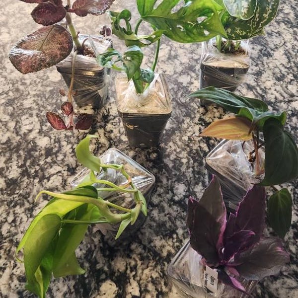 Mystery Plant Box - Etsy