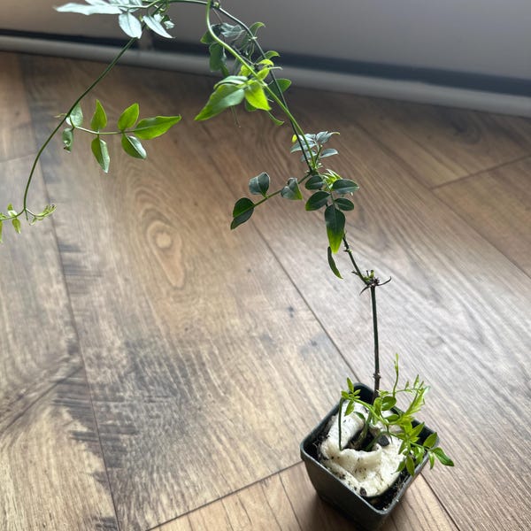 Starter Podocarpus Macrophyllus Maki Tree Outdoor Plant Landscape Live ...