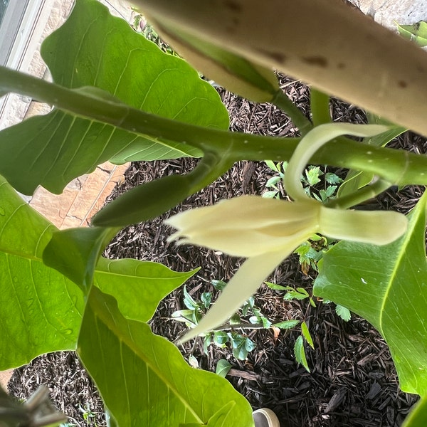 White Champaca Live Plant 1 to 2 Feet Ship in 6" Pot - Etsy