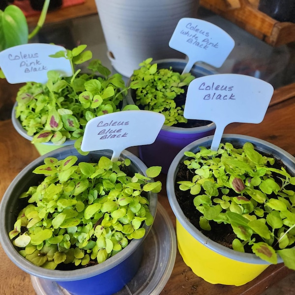 20 Purple Petunia Bullseye Flower Seeds - Etsy