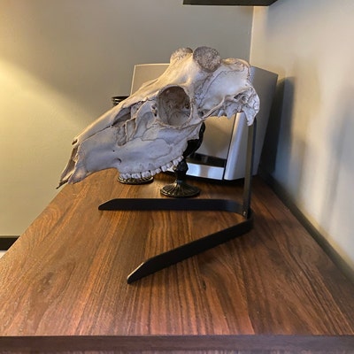 European Skull Mount Table Top Display - Etsy