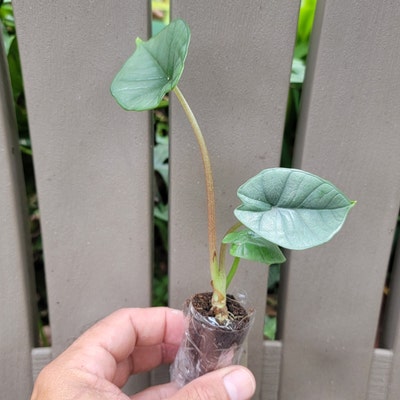 Alocasia Platinum bisma Starter Plant ALL STARTER PLANTS Require You to ...
