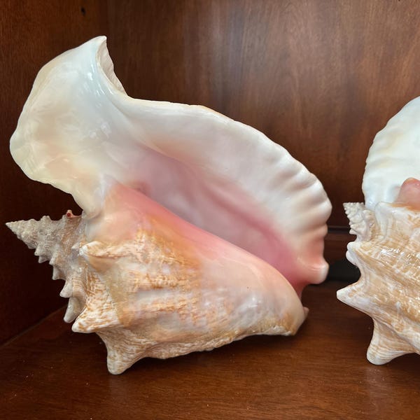 137.9mm FLORIDA Keys BEACH Collected Milk Conch Shell SEASHELL - Etsy