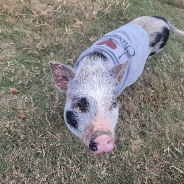 Flash Pig Zoomie Speed Cuffs - Etsy