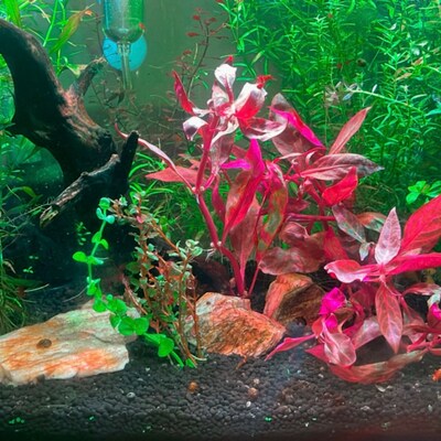 Fully RED Plants With Pogostemon Helferi Downoi Freshwater - Etsy