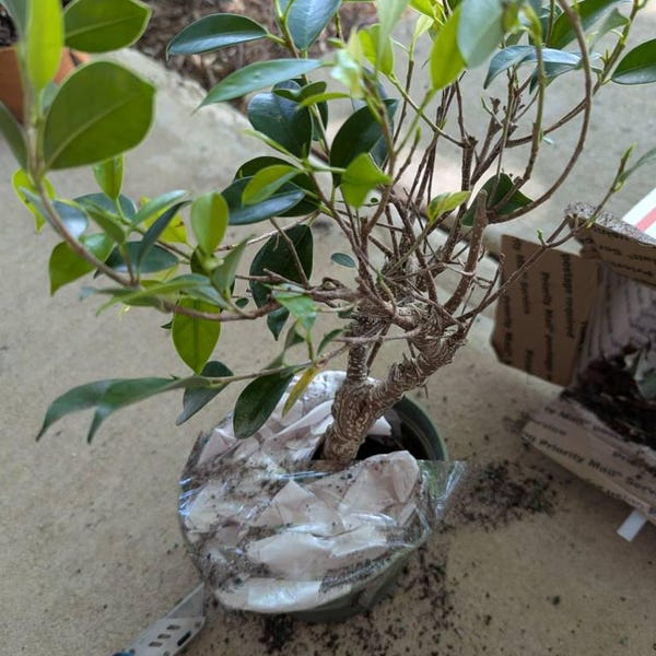 Bromeliad Aechmea Black Chantini (de Leon) - Live Plant - Etsy