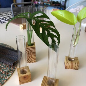 Black Walnut Propagation Set of 3 / Hydroponic Rooting Vases / - Etsy