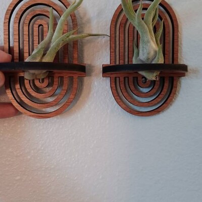 Neglecta Mini Air Plants Tillandsia, Air Plant, Indoor Plant, House ...