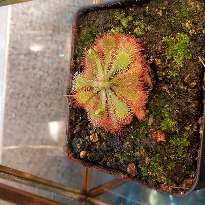 Peperomia Fagerlindii - Etsy