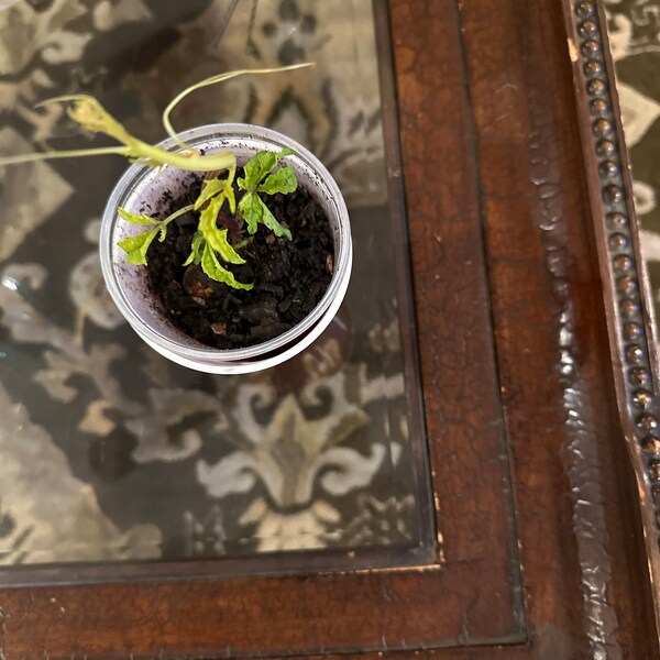 400 Organic Seeds of Waterleaf Gbure, Mgbolodi and Ebe Dondon, Talinum ...