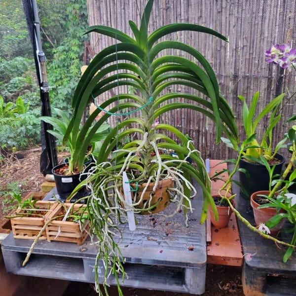 Vanda Orchids With Hanging Pot XL Size - Etsy