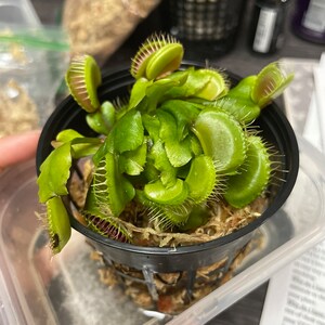 Carnivorous Spoon Leaf Sundew Drosera Spathulata Plant 3 Inch Pot - Etsy