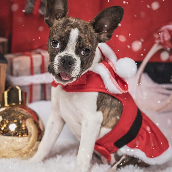 Realistic Snow Overlay PNG, Falling Snow Overlay, Snow Filter Overlays ...