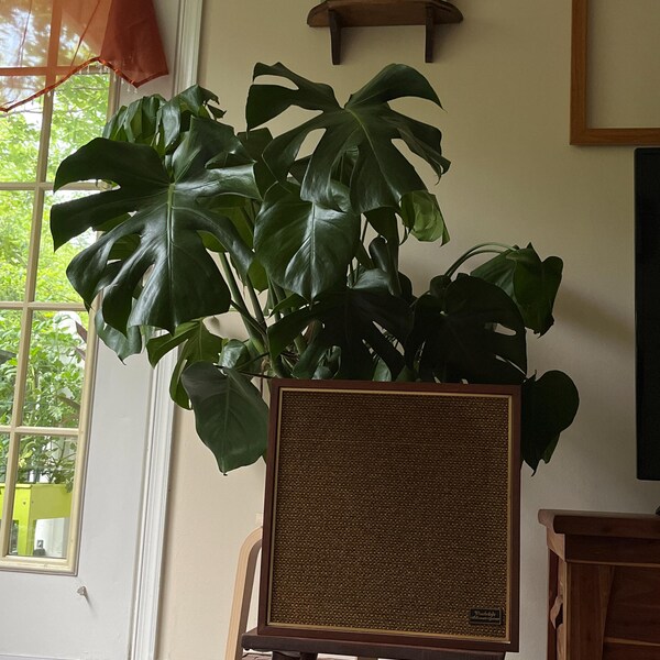 Bissy , Kola Nut Powder 2 Oz Granules Form - Etsy