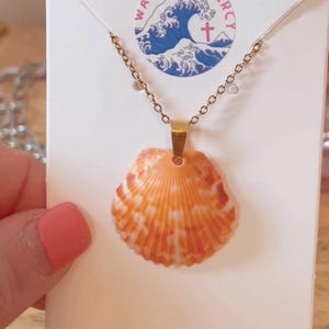 20 Extra Small Lightning Whelk Shells - Etsy