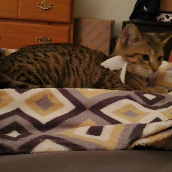 Angel Cat Collar/ Angel Wing Cat Costume-''white+color Option''-wedding ...