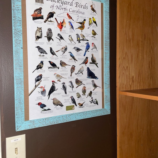 Backyard Birds of the Midwest Region North America Bird Identification ...