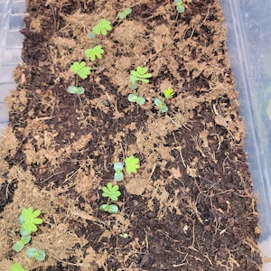 TREE SPINACH Seeds FREE Shipping Fresh & Organic - Etsy