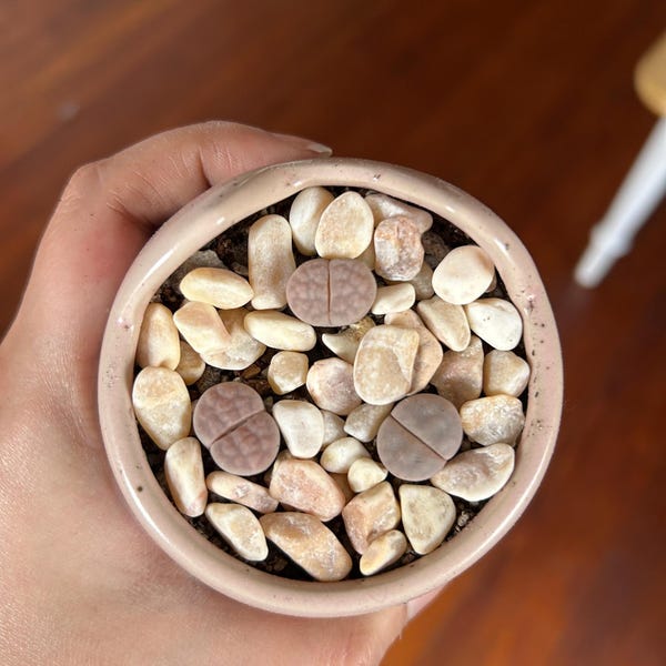 Plant 1-dinterops D.vanzylii fred's Redhead - Etsy