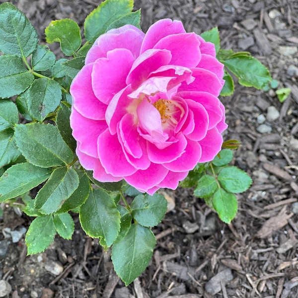 Rare Rosa【fancy Ruffle|ファンシー ラッフル 】-1gal+ Wave Bloom| Ownroot ...